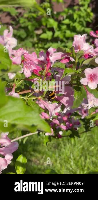 bush of a charming beautiful flowering weigela, garden, spring, summer ...