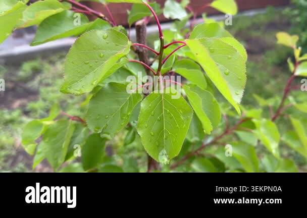 Raindrops on the leaves of a young apricot tree in the garden Stock ...