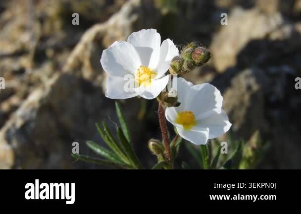 White flowers of Helianthemum apenninum, the white rock rose, with ...