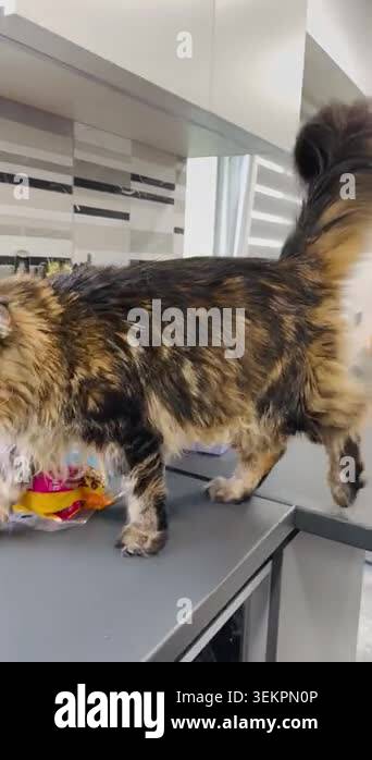 Big cat Mainecoon in the kitchen Stock Video Footage - Alamy