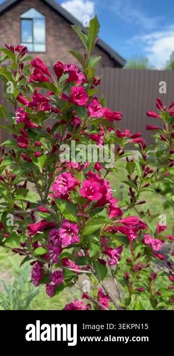 bush of a charming beautiful flowering weigela, garden, spring, summer ...