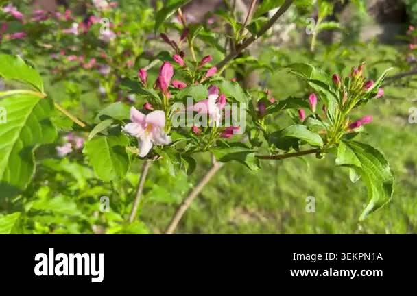 flowering weigela bush, garden, spring, summer, shrub, honeysuckle ...