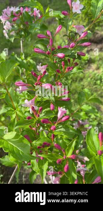 flowering weigela bush, garden, spring, summer, shrub, honeysuckle ...