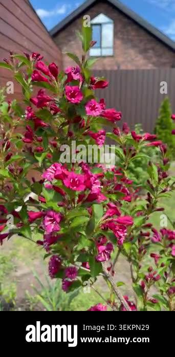 bush of a charming beautiful flowering weigela, garden, spring, summer ...