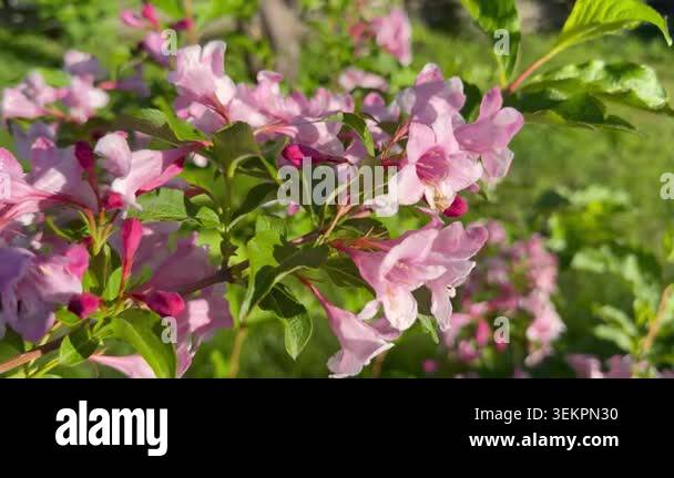bush of a charming beautiful flowering weigela, garden, spring, summer ...
