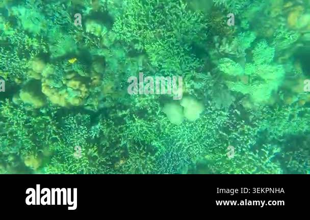 Tropical seabeds and corals in Asia Stock Video Footage - Alamy