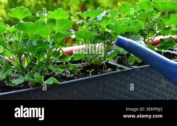 green plants in pots on the table Stock Video Footage - Alamy