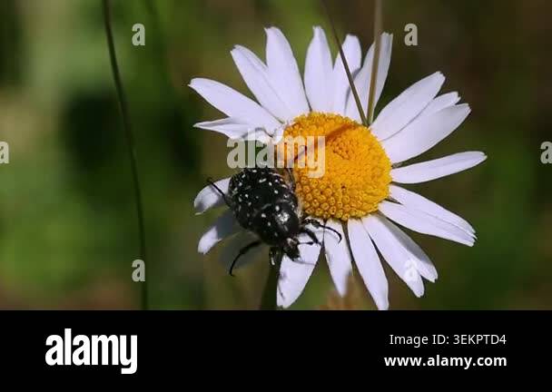 short clip of a white spotted rose beetle oxythyrea funesta on a daisy ...