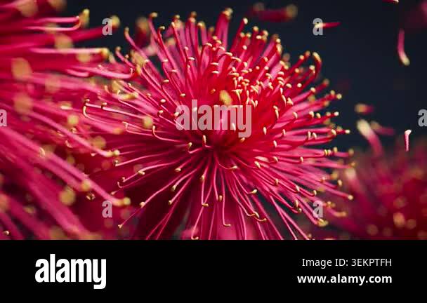 Seamless 3D loop of vibrant chrysanthemums moving in the wind ...