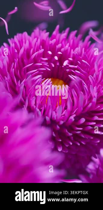 Pink aster flowers in a 3D looping animation sway gracefully while ...