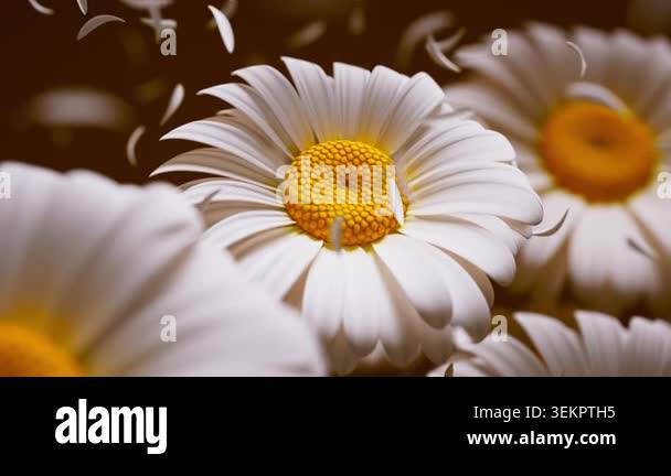 Detailed looping 3D animation of blooming white daisies, each petal ...