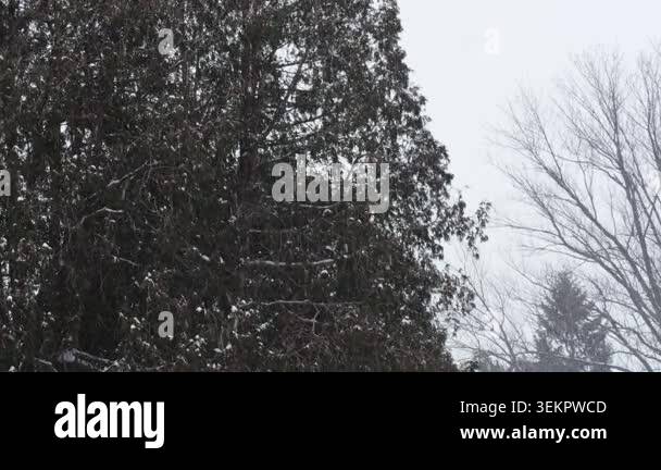 Snow gently falls on tall trees in a neighborhood during winter. The ...