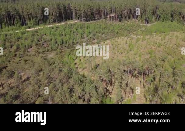 Aerial perspective captures a vibrant green forest with a winding path ...