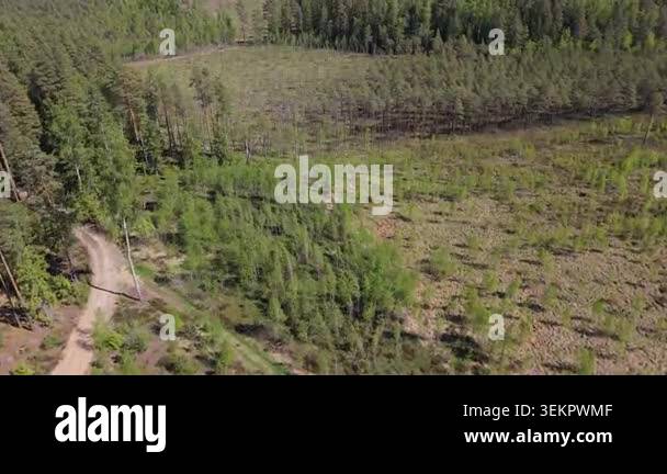 Aerial perspective captures forest clearing with a gradual transition ...