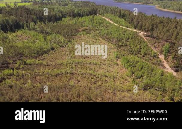 Aerial perspective shows a forest clearing with young trees adjacent to ...