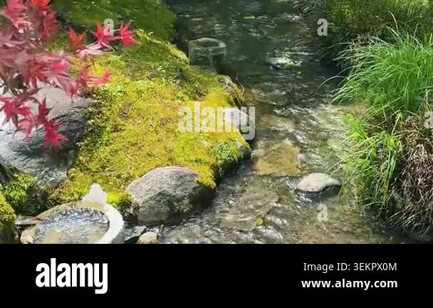 A small stream flows through a lush green traditional zen garden with ...