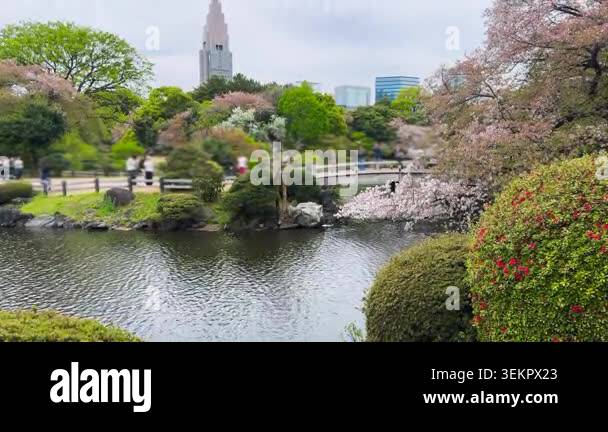 Beautiful cherry blossoms bloom in Shinjuku Gyoen National Garden in ...
