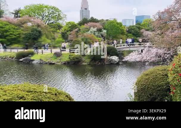 Beautiful cherry blossoms bloom in Shinjuku Gyoen National Garden in ...