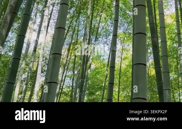 Lush green bamboo forest shot from a low angle inside the historic ...