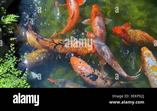 Koi fish swim in a clear pond at Ohori Park Japanese Garden in Fukuoka ...