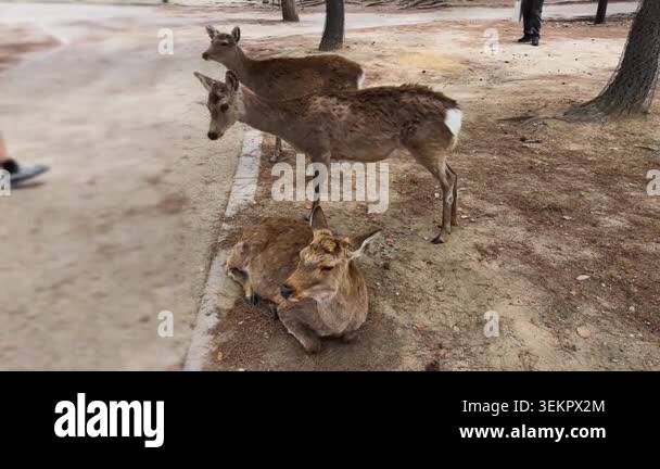 A tourist feeds wild sika deer in Nara Park during springtime in April ...