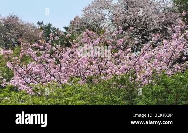 Beautiful pink cherry blossoms bloom in Shinjuku Gyoen National Garden ...