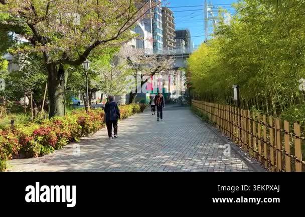 A person walks along a paved pedestrian path next to a bamboo fence and ...
