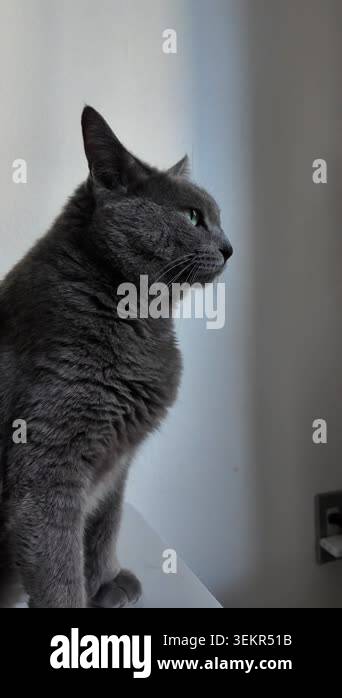 Side view of a majestic grey cat looking through the window and licking ...