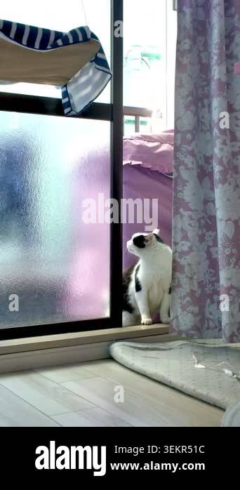 Static medium shot of a black and white cat sitting inside by a glass ...
