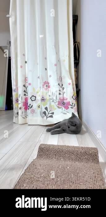Low angle vertical shot of a playful grey cat peeking under a floral ...