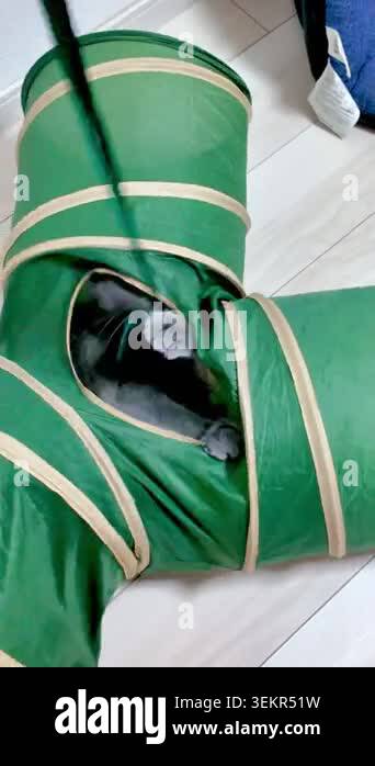 Close up vertical shot of a grey cat sticking its paw out of a green ...