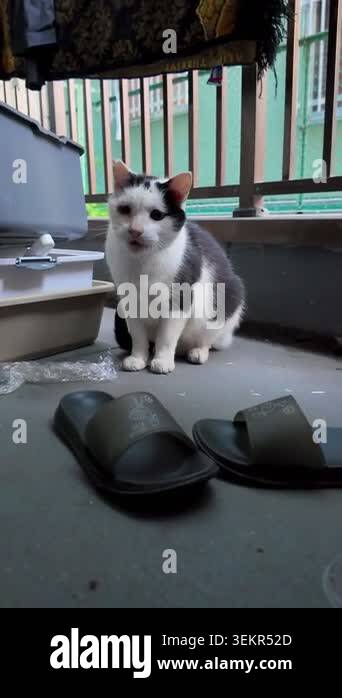 Close up shot of a domestic black and white cat sitting on a balcony ...