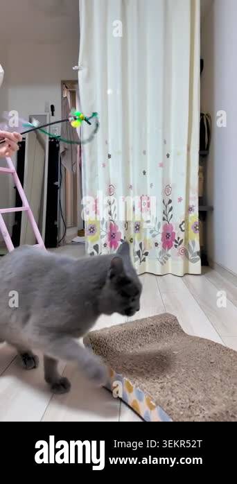 Medium vertical shot of a playful grey Russian Blue cat playing on a ...