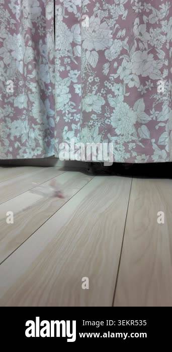 Low angle static shot of a grey cat hiding behind a floral curtain and ...