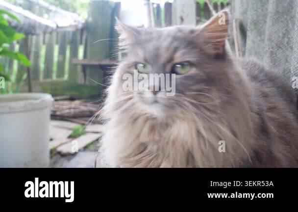 A fluffy gray cat with green eyes looks around in the garden Stock ...