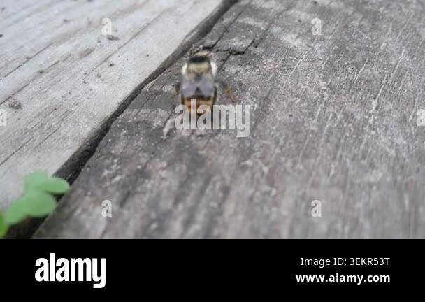 A bumblebee crawls on an old wooden surface Stock Video Footage - Alamy