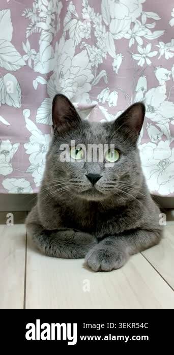 Close up vertical shot of a beautiful grey Russian Blue cat with green ...