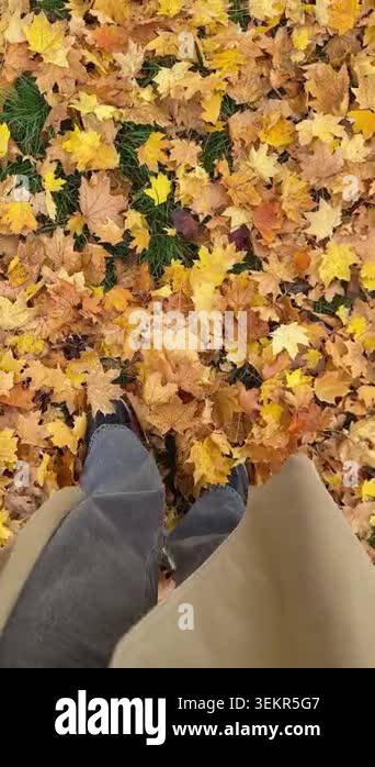 Feet of woman in sneakers and trench walking on the fallen leaves ...