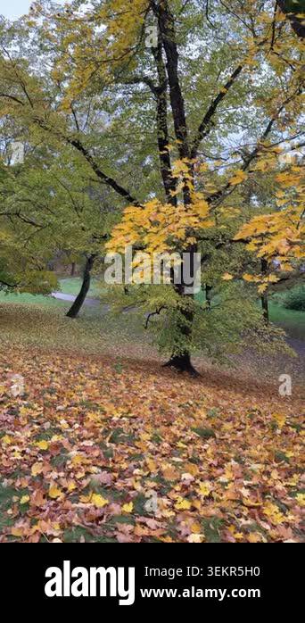 Golden autumn in city park: many yellow leaves peacefully falling down ...