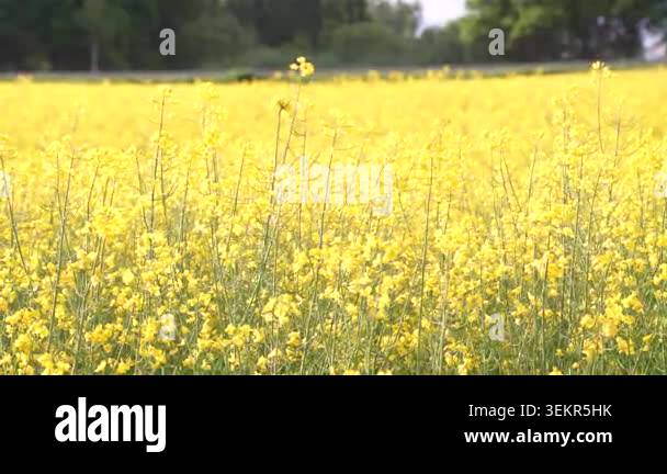 Blooming yellow rapeseed field in agricultural countryside with blur ...