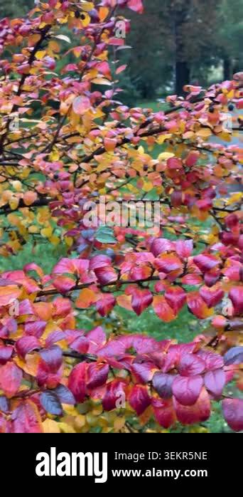 Beautiful bush and branches with red, orange and golden leaves. Unique ...