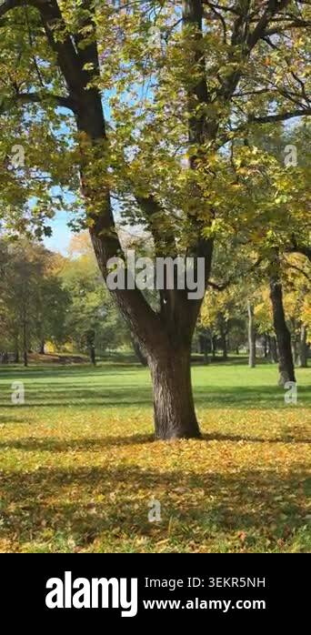 Golden autumn in city park: many yellow leaves peacefully falling down ...
