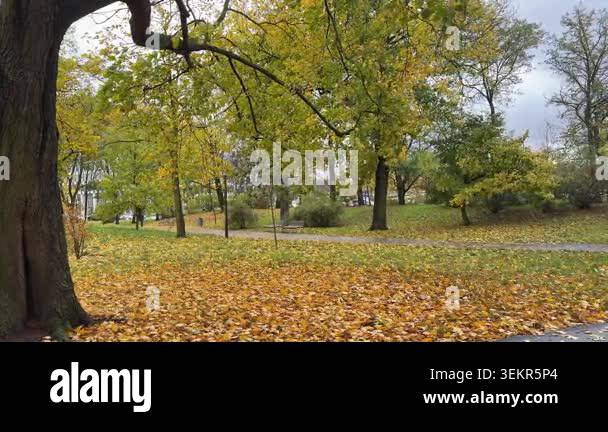 Beautiful autumn park with many falling leaves to the ground and a ...