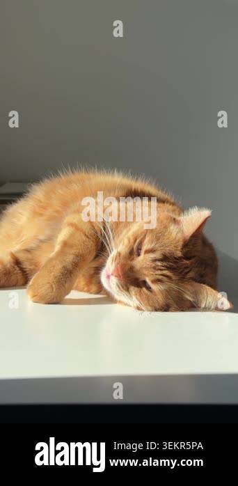 Cute orange cat laying down on the table at home and coming up to the ...