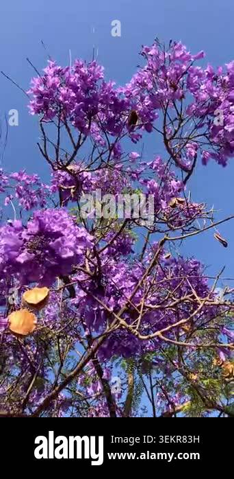 Flowering jacaranda tree covered with vibrant purple blossoms creates ...