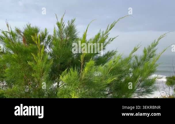 Green Casuarina Tree Blown by Strong Wind on the Coast with Ocean Waves ...