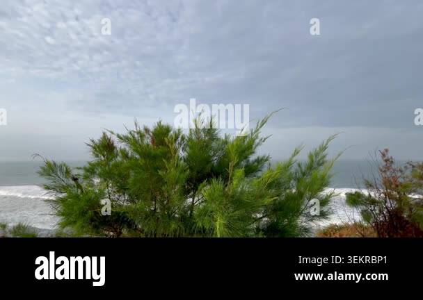 Green Pine Trees Swaying by the Rough Sea Under Cloudy Sky Stock Video ...