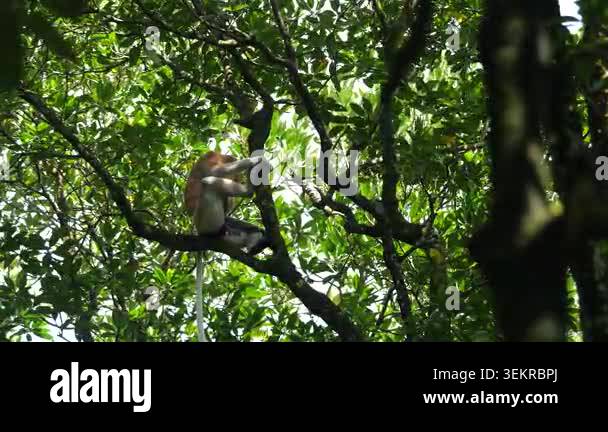 an alpha male proboscis monkey in the wild, sitting and eating at ...