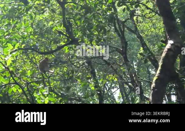 Female proboscis monkey in the wild, sitting on tree, eating and ...