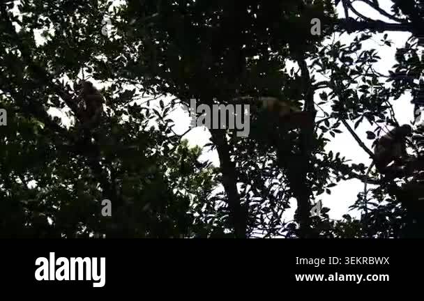 proboscis monkey moving on the tree. selective focus Stock Video ...